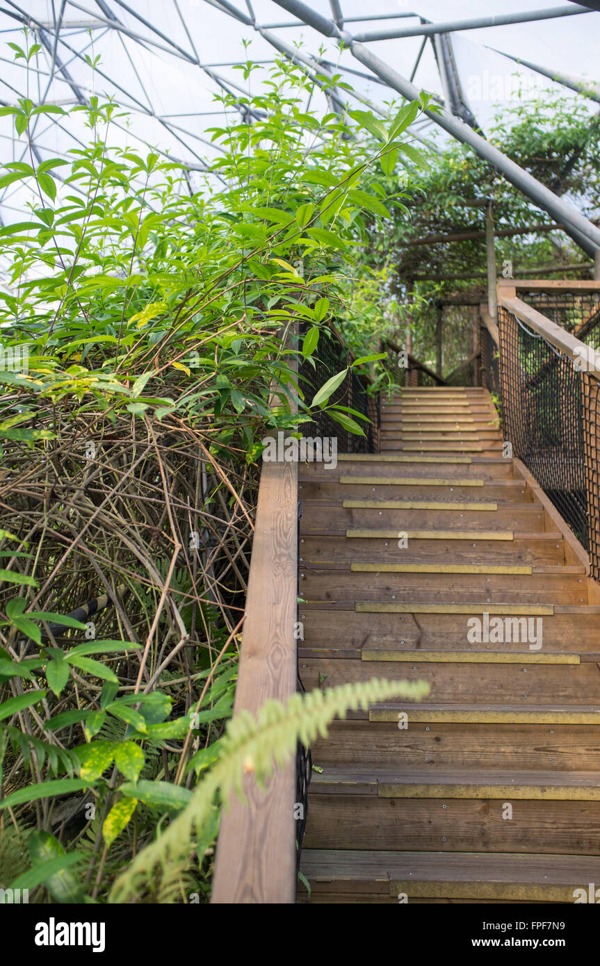 Rainforest, Eden Project Stock Photo - Alamy
