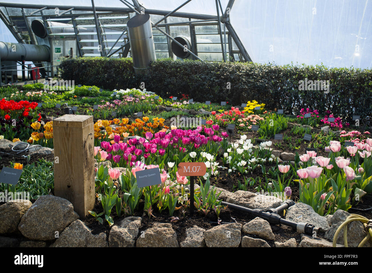 Eden Project Flowers High Resolution Stock Photography and Images - Alamy
