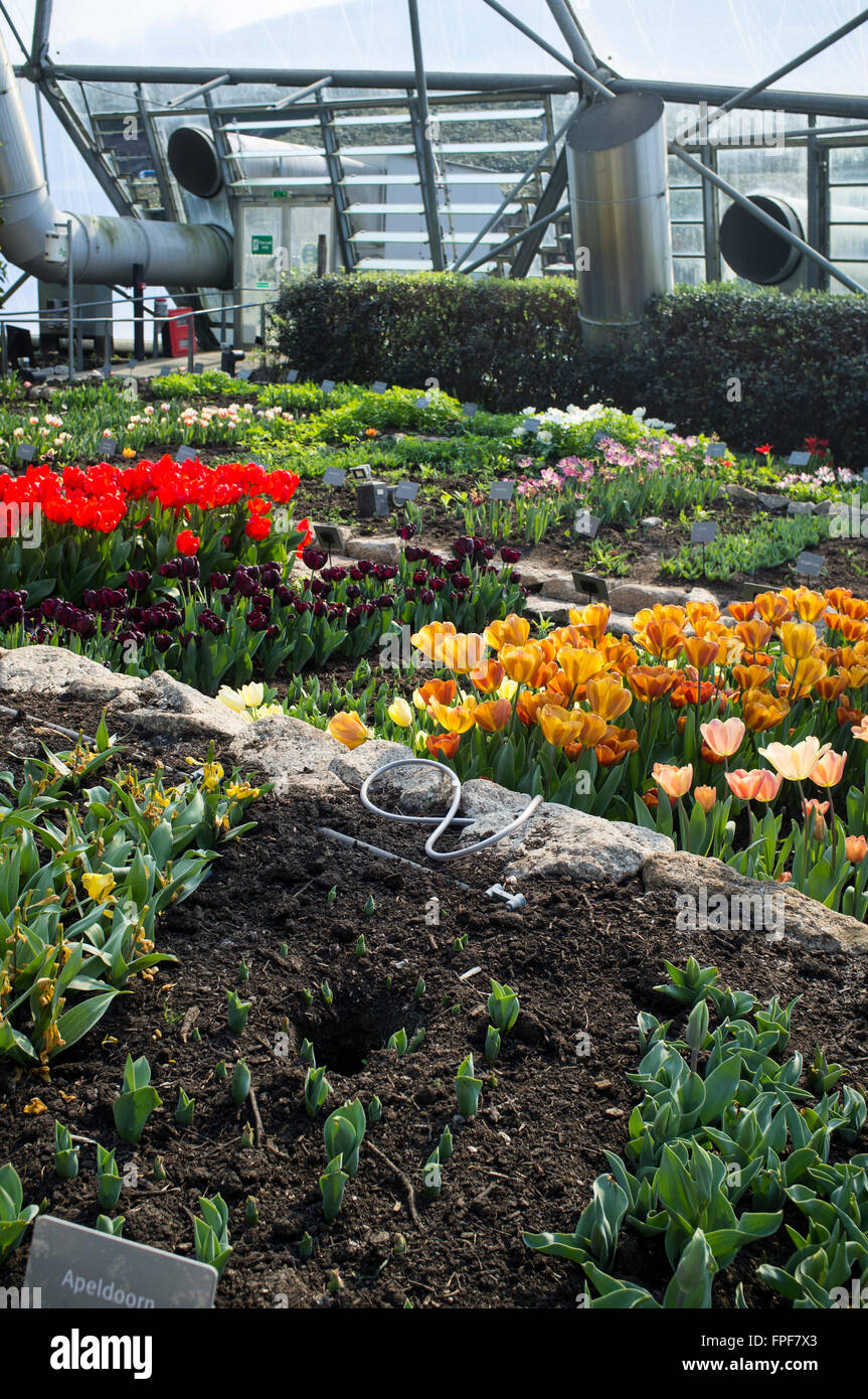 A new display within the med biome, Eden Project Stock Photo - Alamy