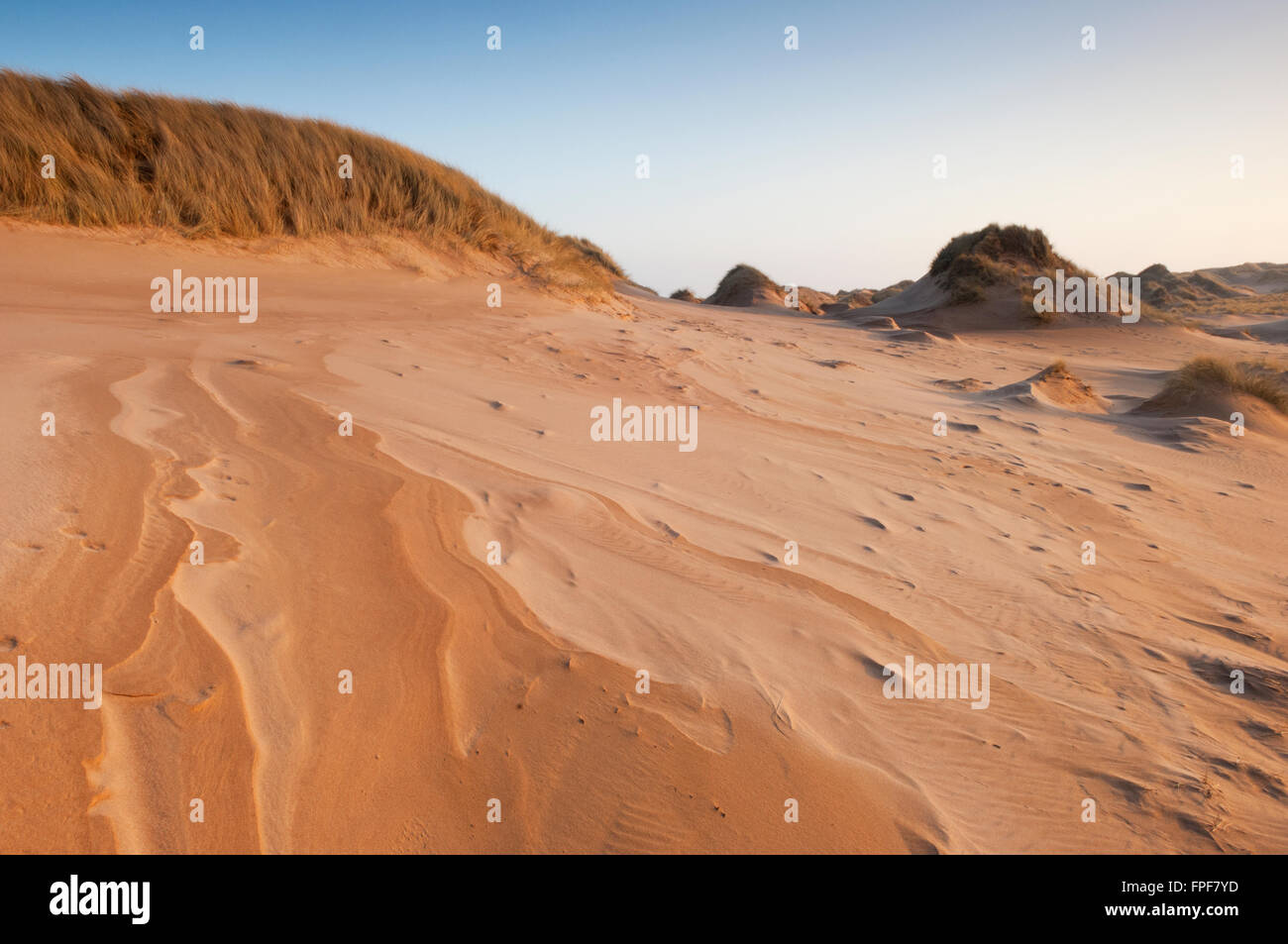 Forvie National Nature Reserve High Resolution Stock Photography and ...
