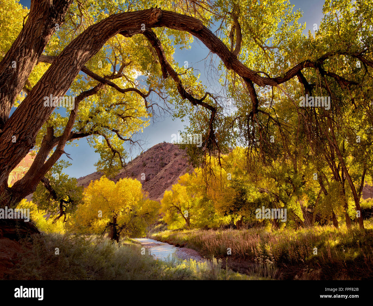 Fall colored Cottonwood Trees and Fremont River. Capitol Reef National ...