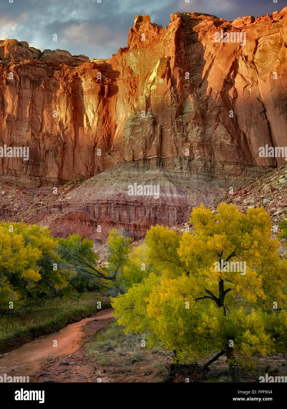 Fall colored Cottonwood Trees and rock formations. Capitol Reef ...