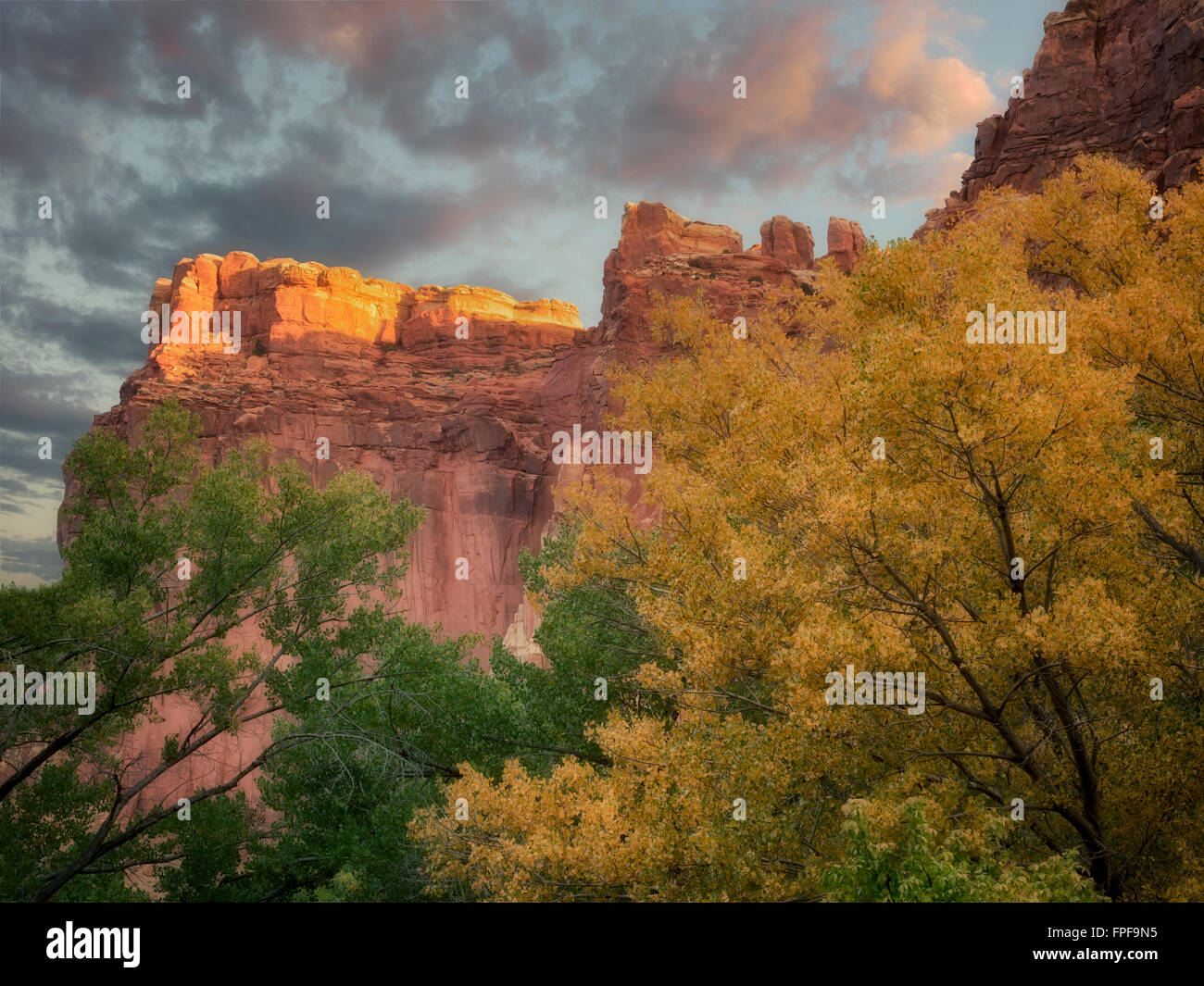 Fall colored cottonwood trees. Capitol Reef National Park, Utah Stock ...