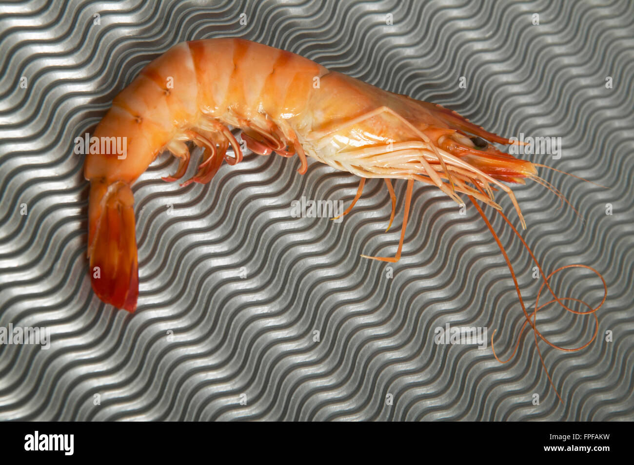 Cooked shrimp with metallic background. Horizontal format Stock Photo ...