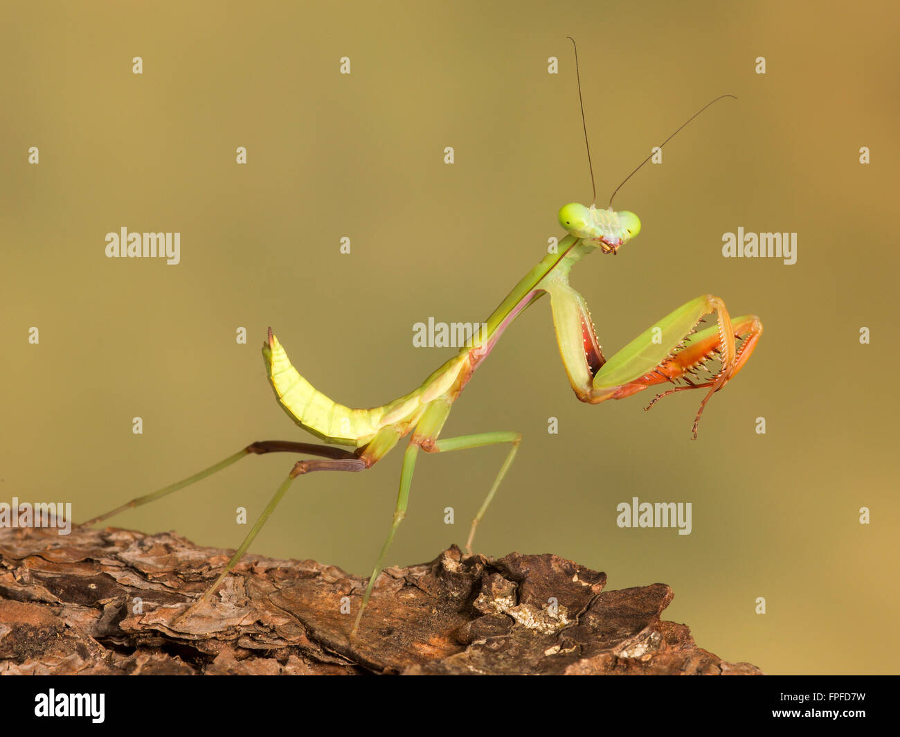 Australian mantis hi-res stock photography and images - Alamy