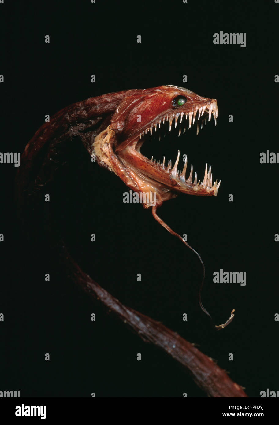 Idiacanthus Atlanticus Male Stomiidae — Wikipédia