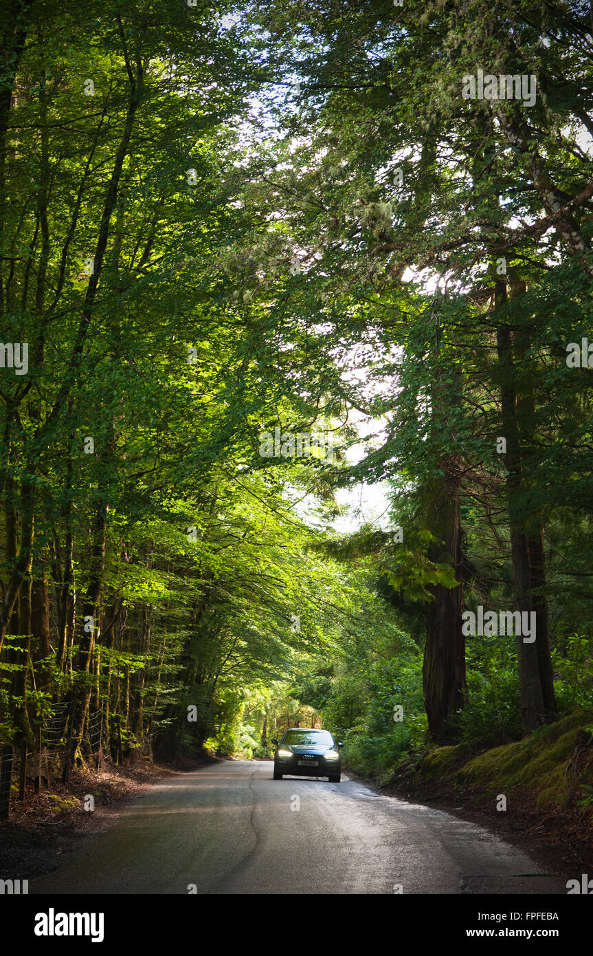 Car driving through attractive woodland - near Achnashellach, Ross ...