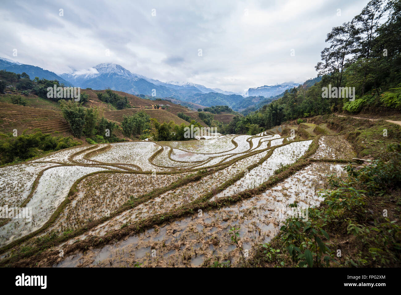 Rice field terraces. Sapa Vietnam Stock Photo - Alamy