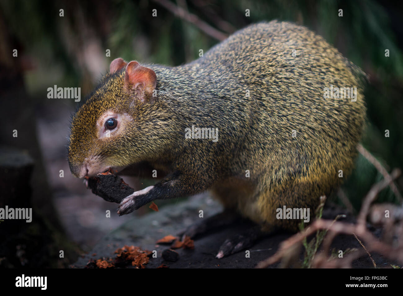 Azaras agouti dasyprocta azarae hi-res stock photography and images - Alamy