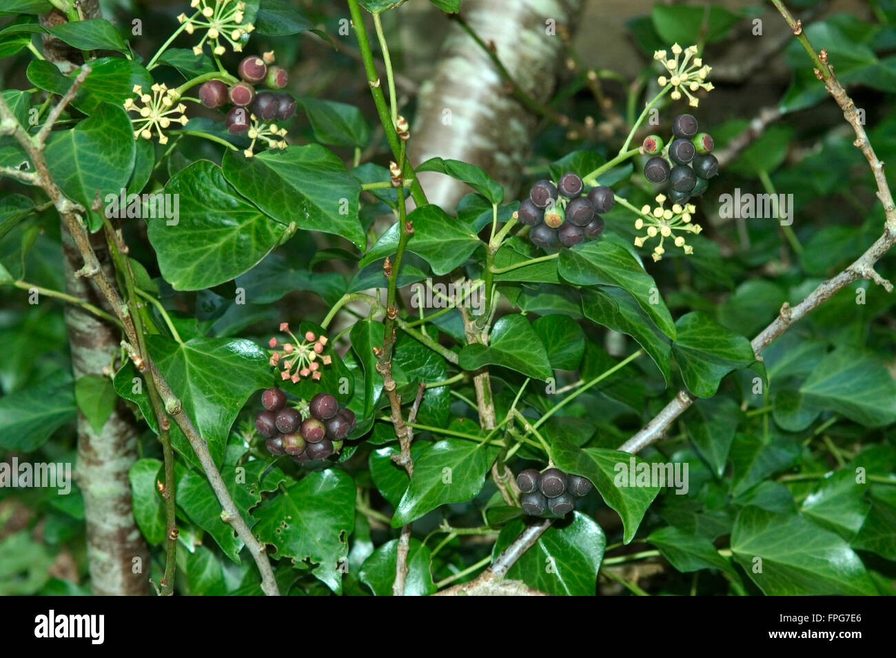 Which birds feed on the ivy fruit hi-res stock photography and images ...