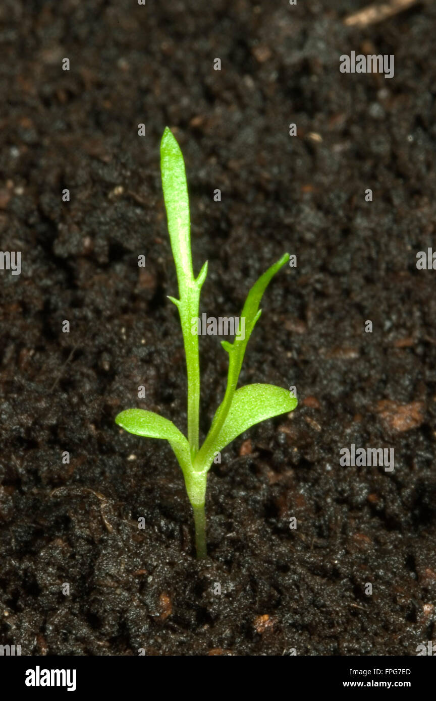Seedling scentless mayweed, Tripleurospermum inodorum, with cotyledons ...