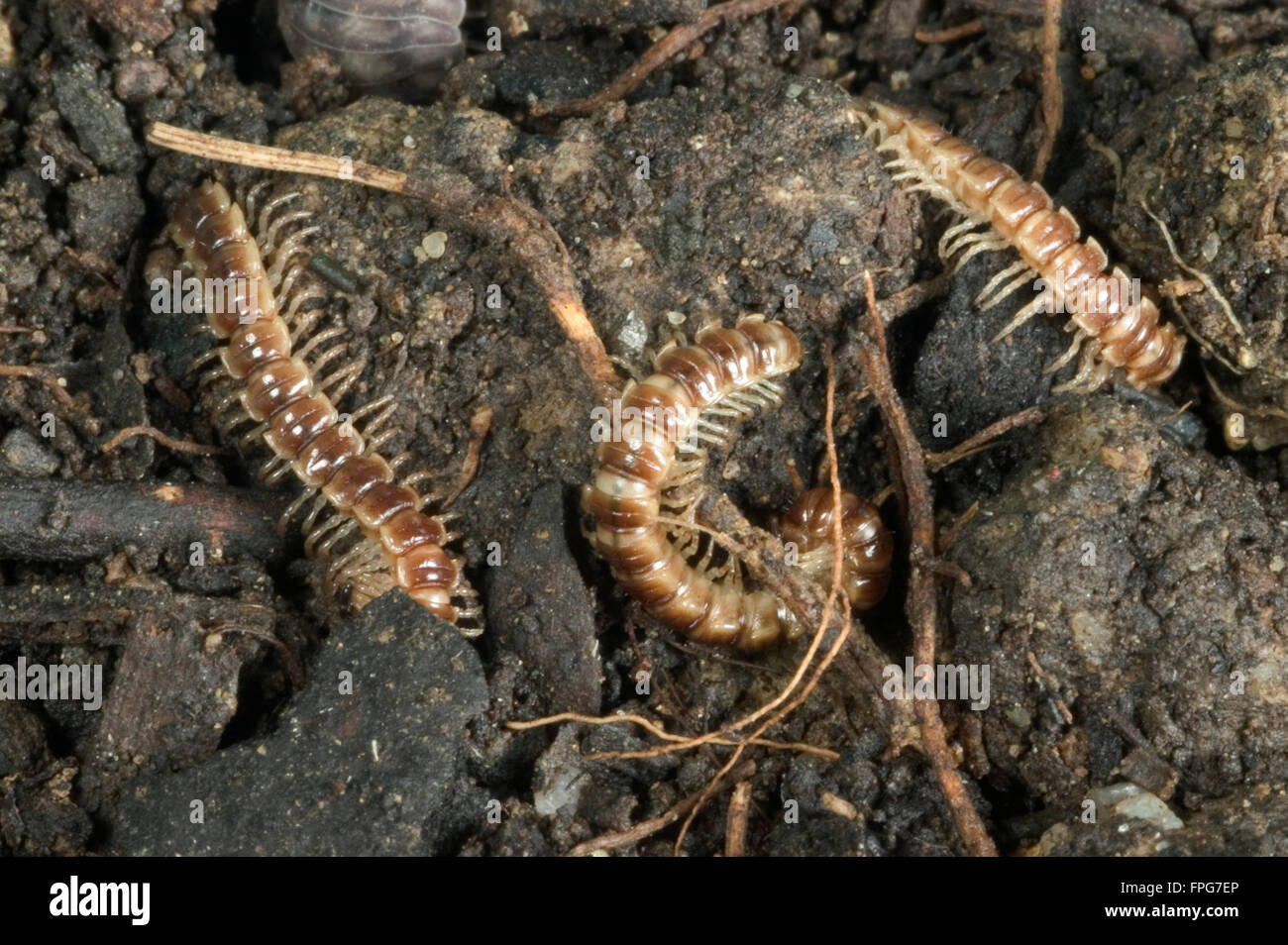 Several millipedes, Oxidus gracilis, in soil Stock Photo - Alamy