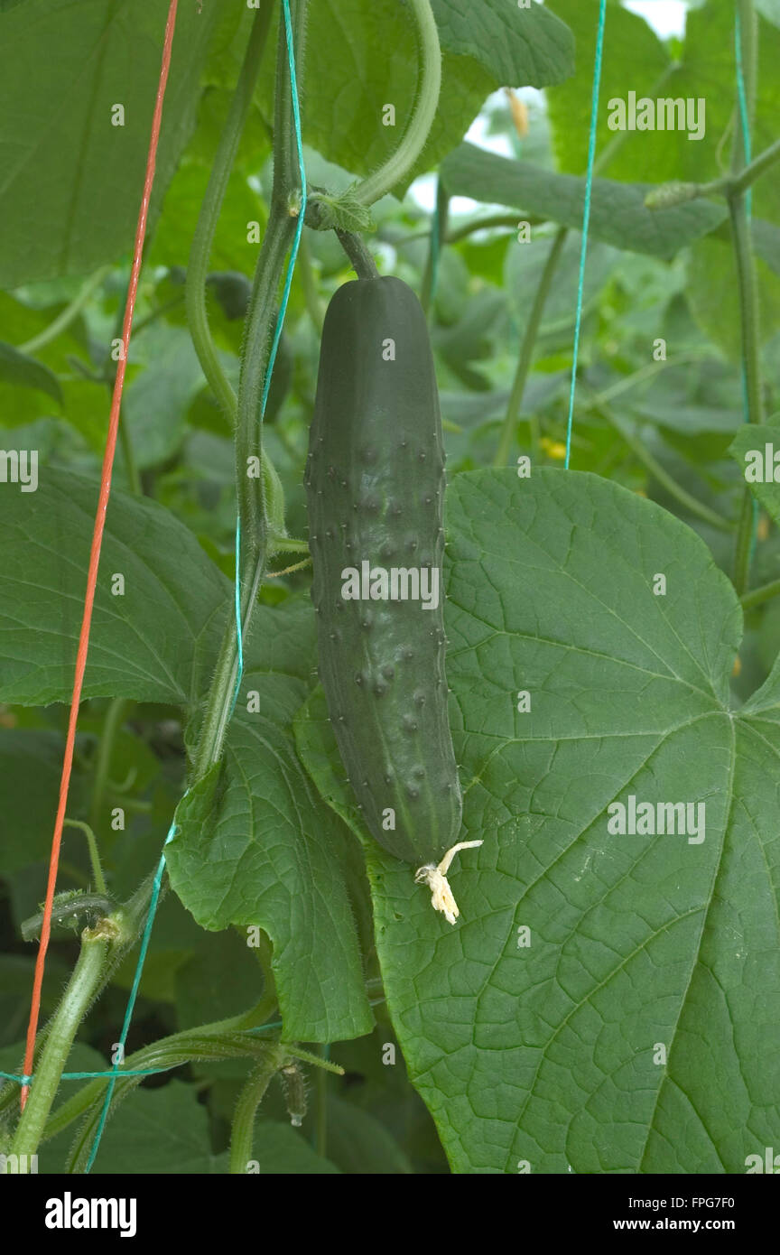 Mature small cucumbers on strings and grown in a polytunnel, Somerset ...