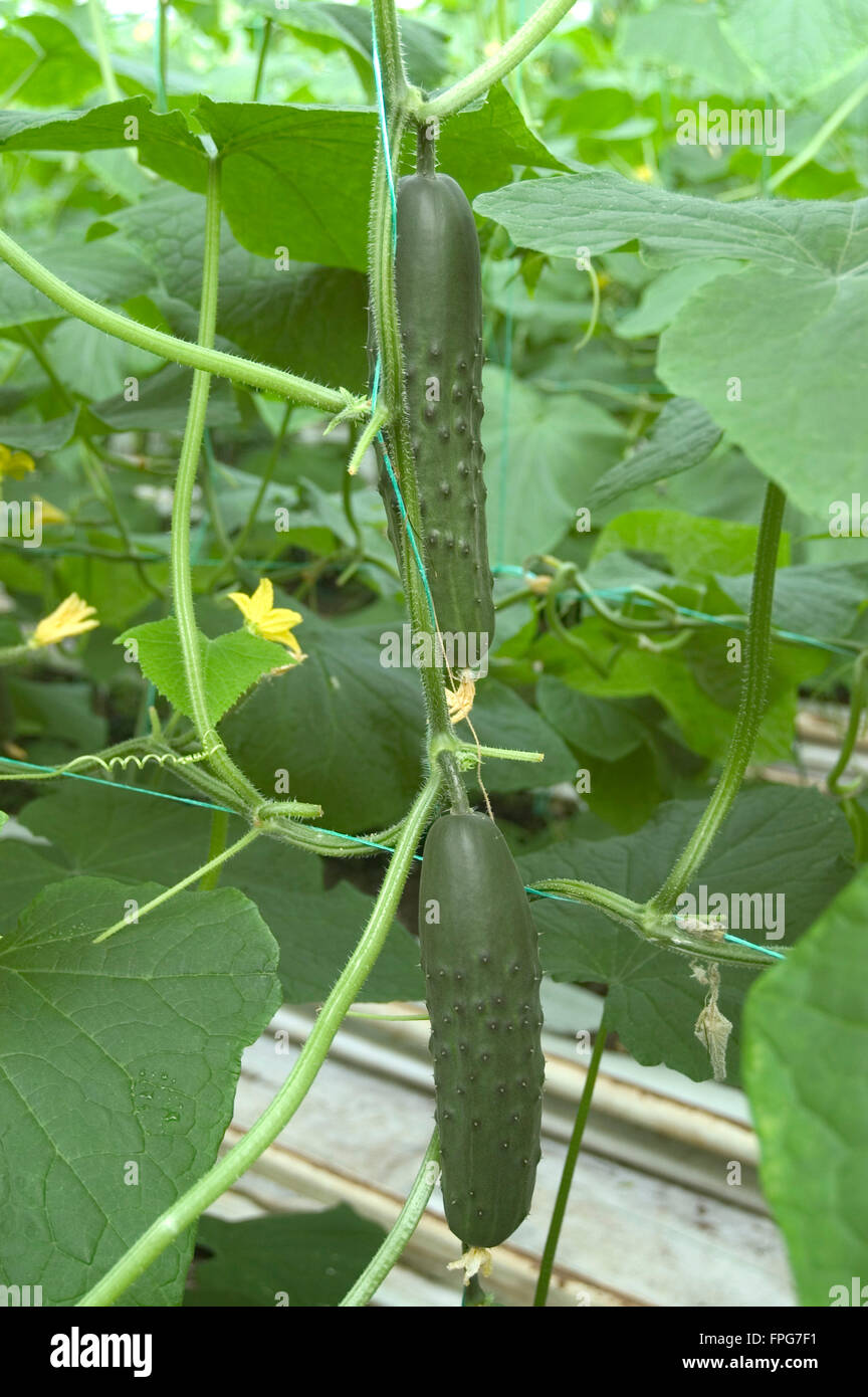 Greenhouse cucumber uk hi-res stock photography and images - Alamy