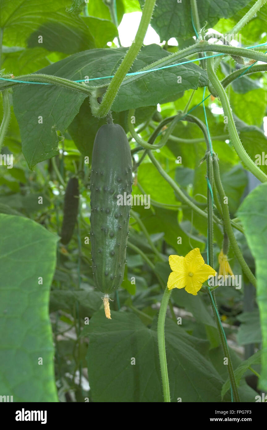 Mature small cucumbers on strings and grown in a polytunnel, Somerset ...