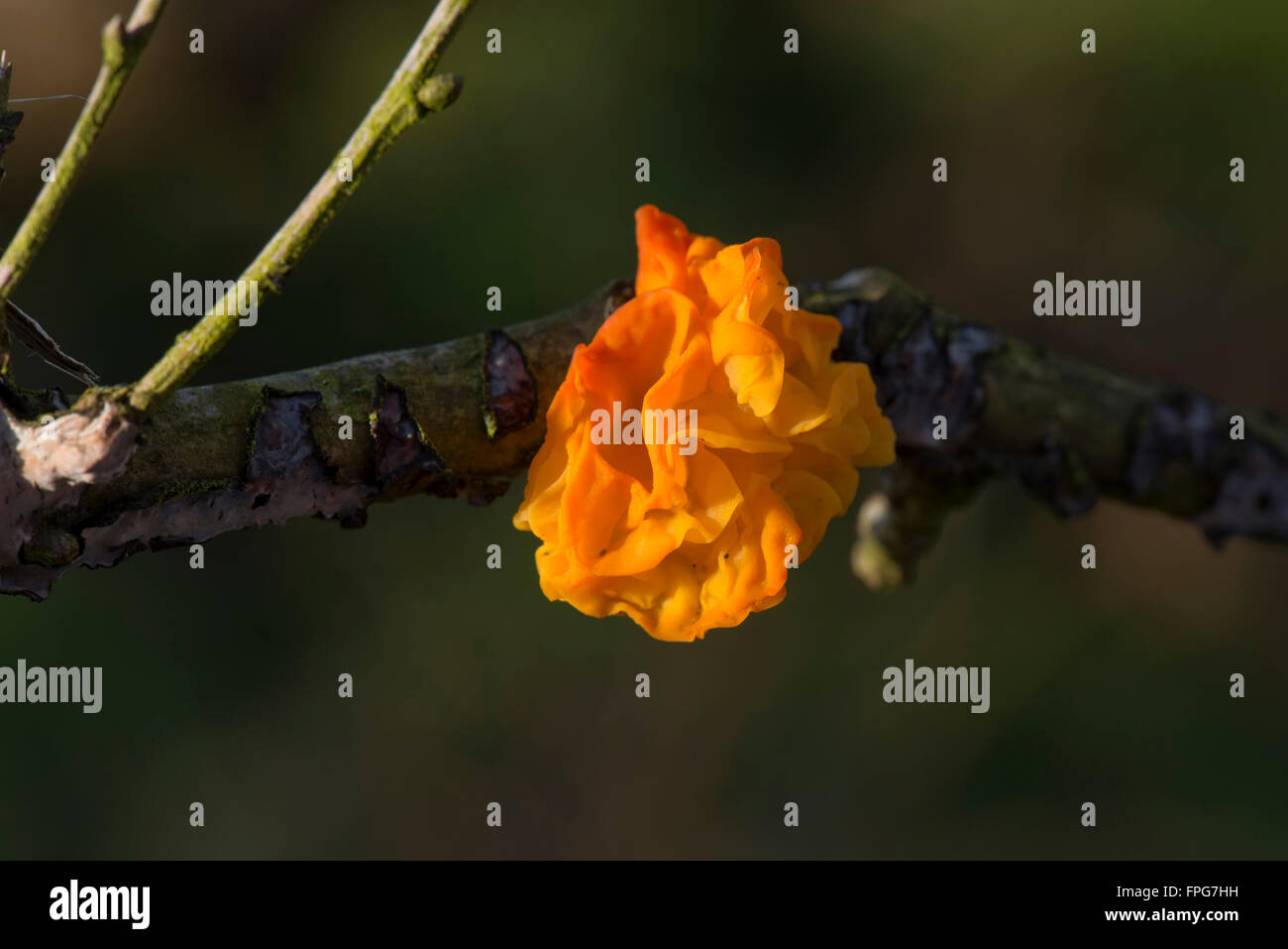 Golden ear fungus, Tremella aurantia, fruiting body breaking through ...