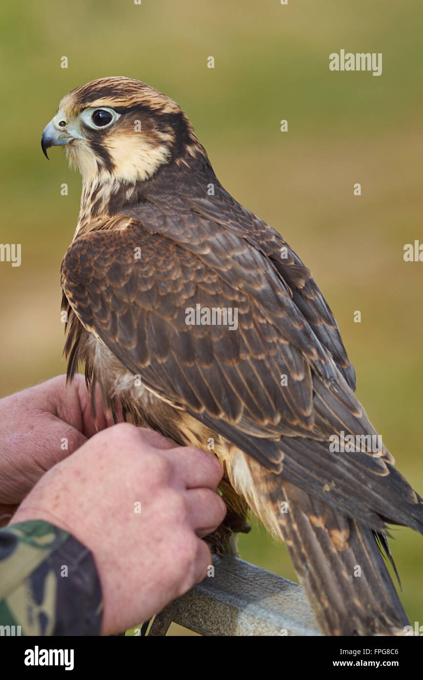 Lanner falcons birds of prey hi-res stock photography and images - Alamy
