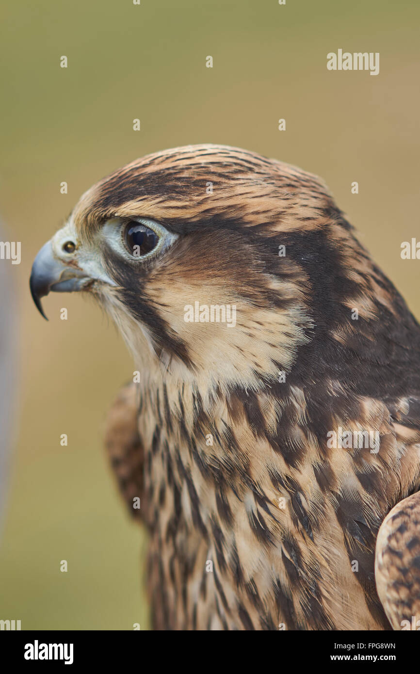 African birds of prey hi-res stock photography and images - Alamy