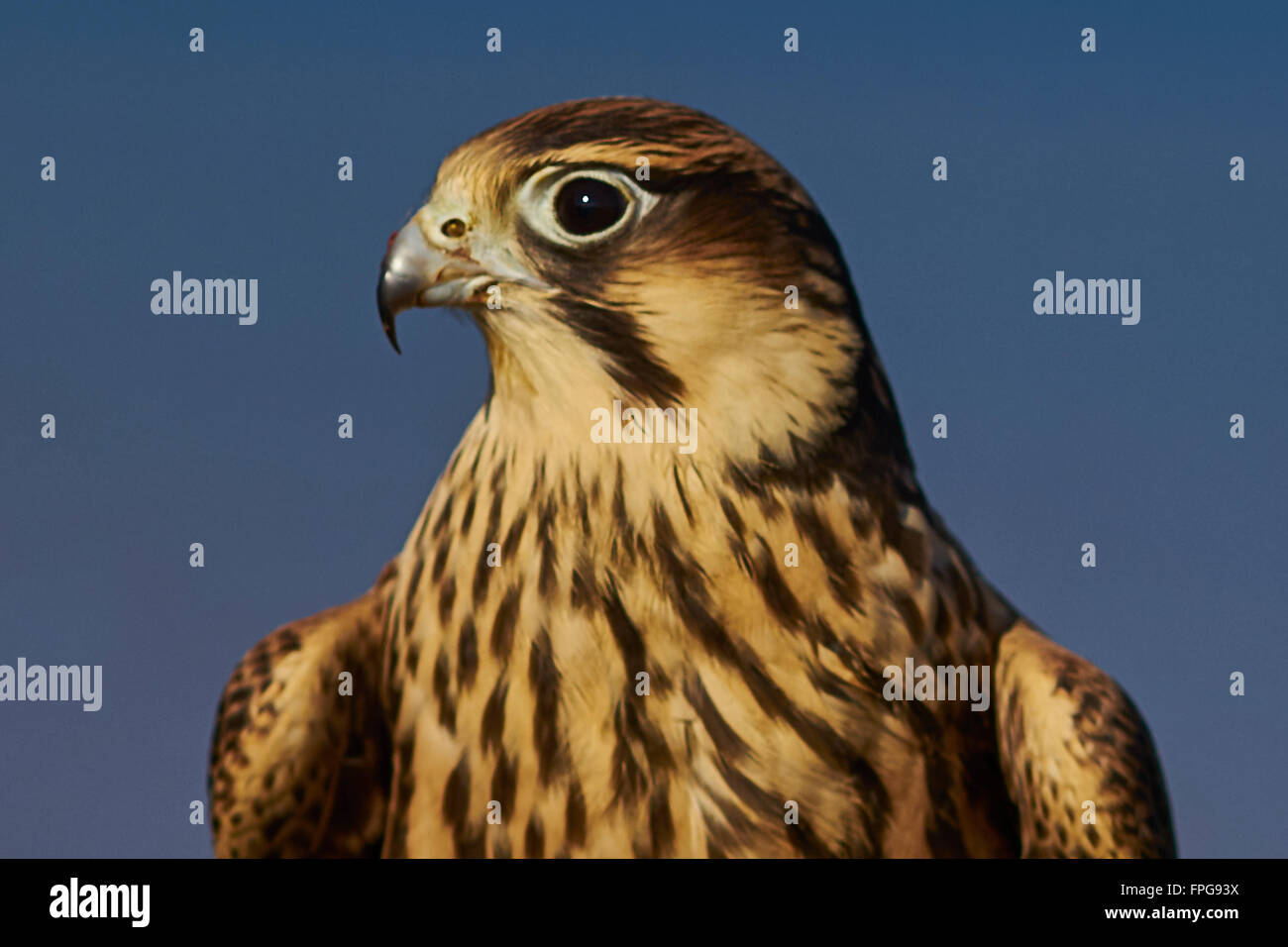BIRDS OF PREY Stock Photo - Alamy