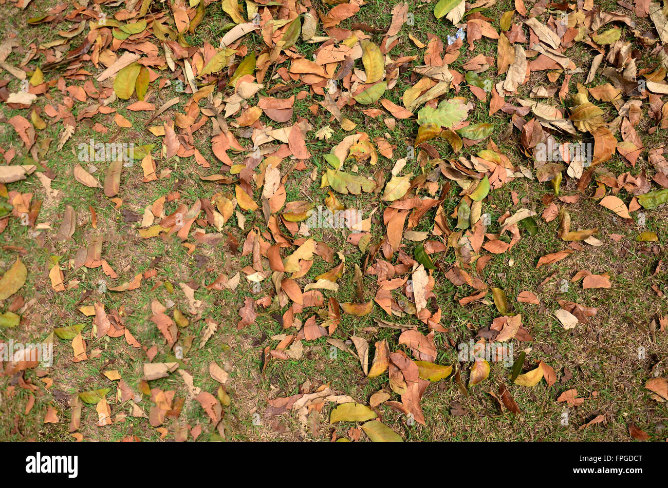 Grass and leaf background on floor in garden Stock Photo - Alamy