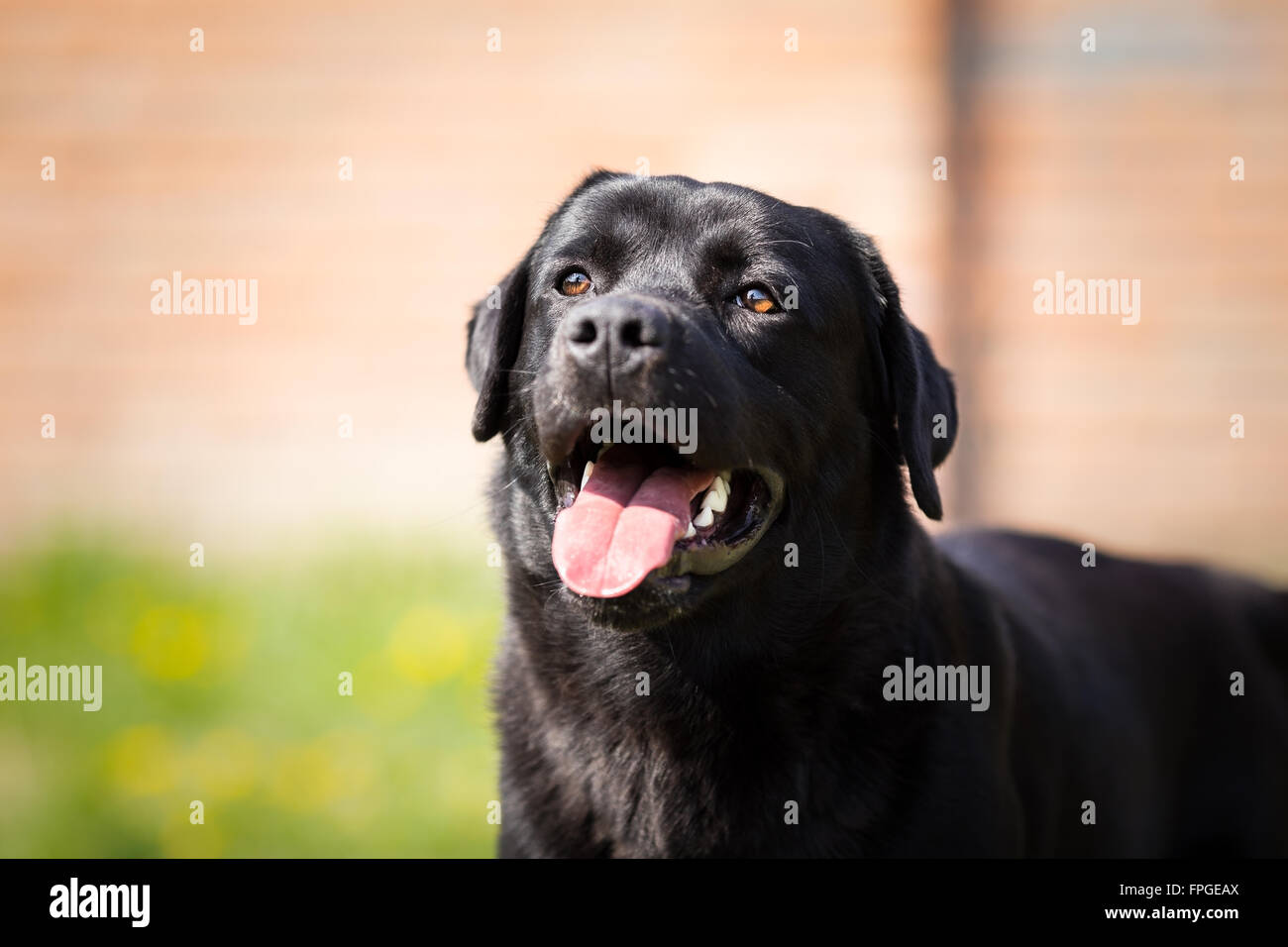 Happy black labrador retriever dog portrait Stock Photo - Alamy