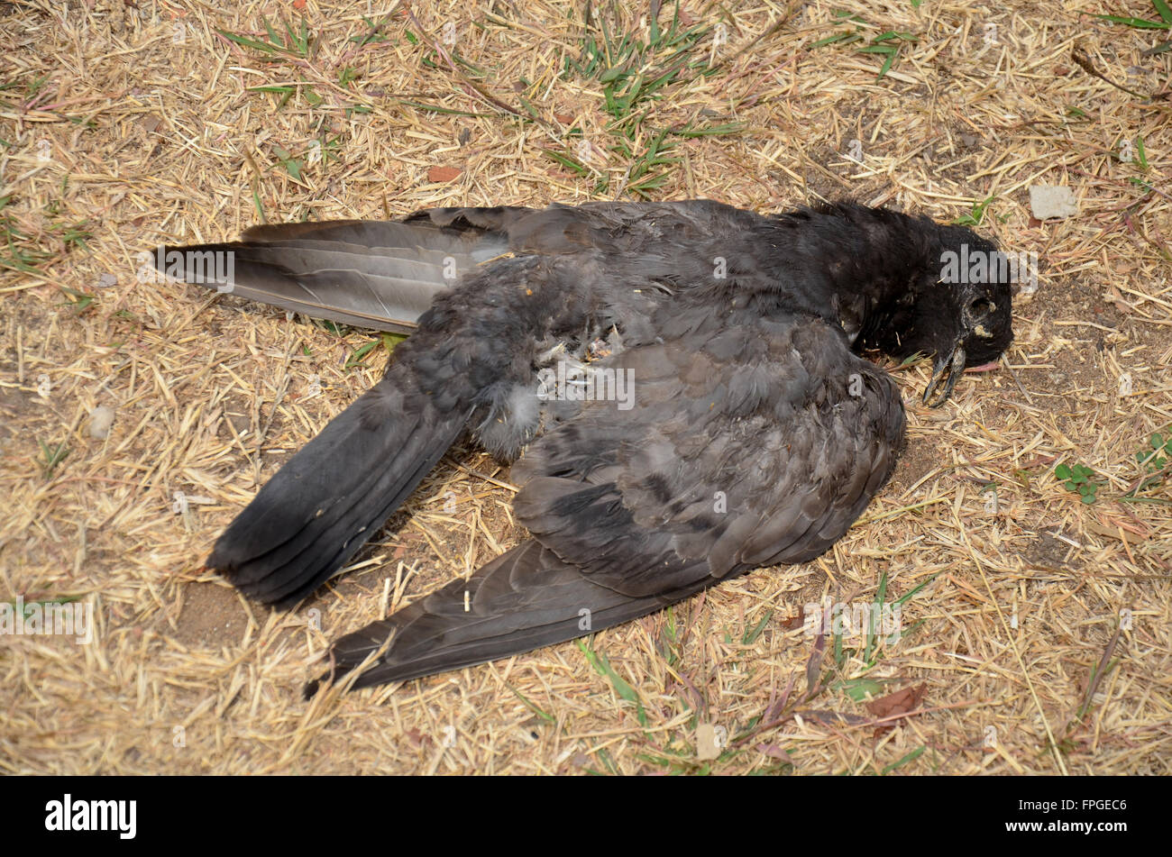Dead pigeon street hi-res stock photography and images - Alamy
