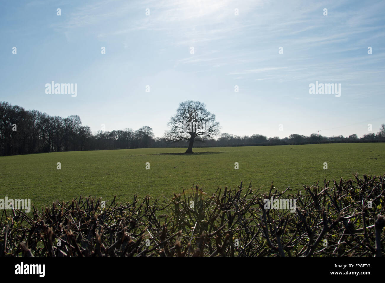 A young oak tree enjoys late winter sunshine in Iver Heath ...