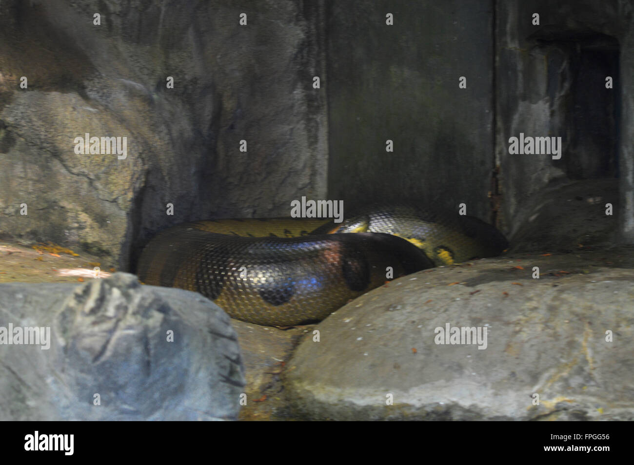 Large anaconda hi-res stock photography and images - Alamy