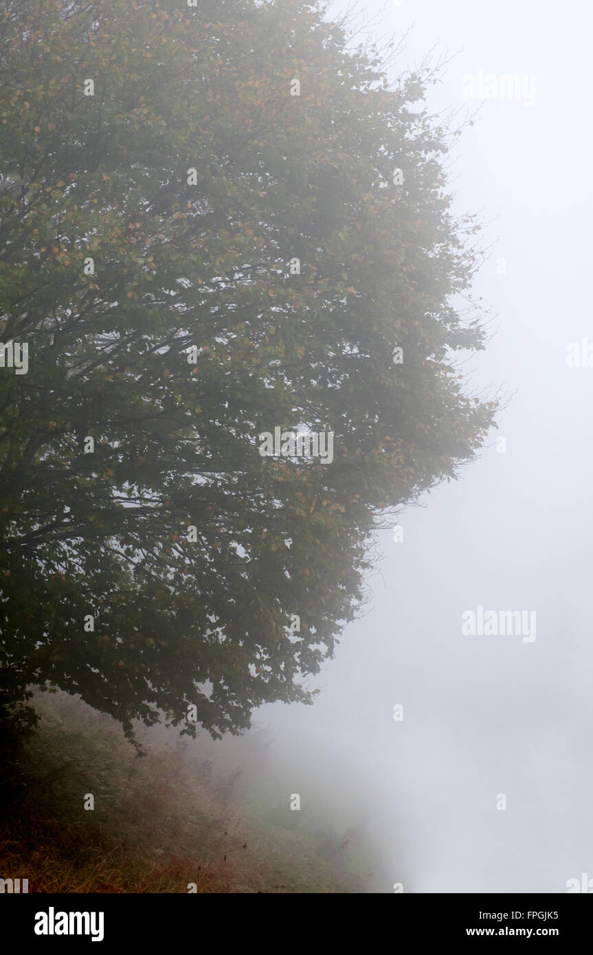 Tree vegetation in mountain hi-res stock photography and images - Alamy