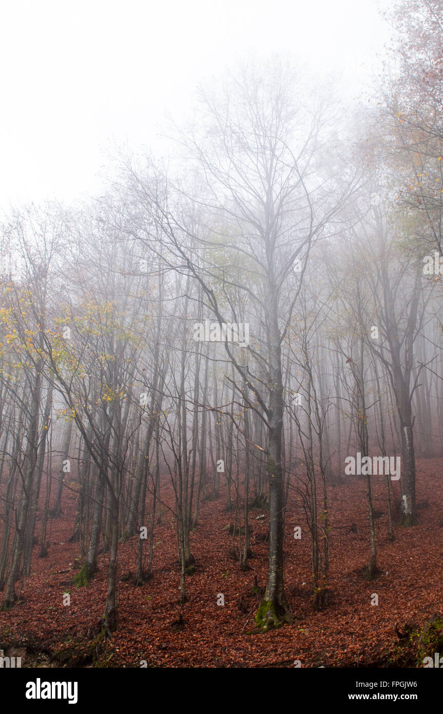 Tree in the fog in the forest at mountain Stock Photo - Alamy