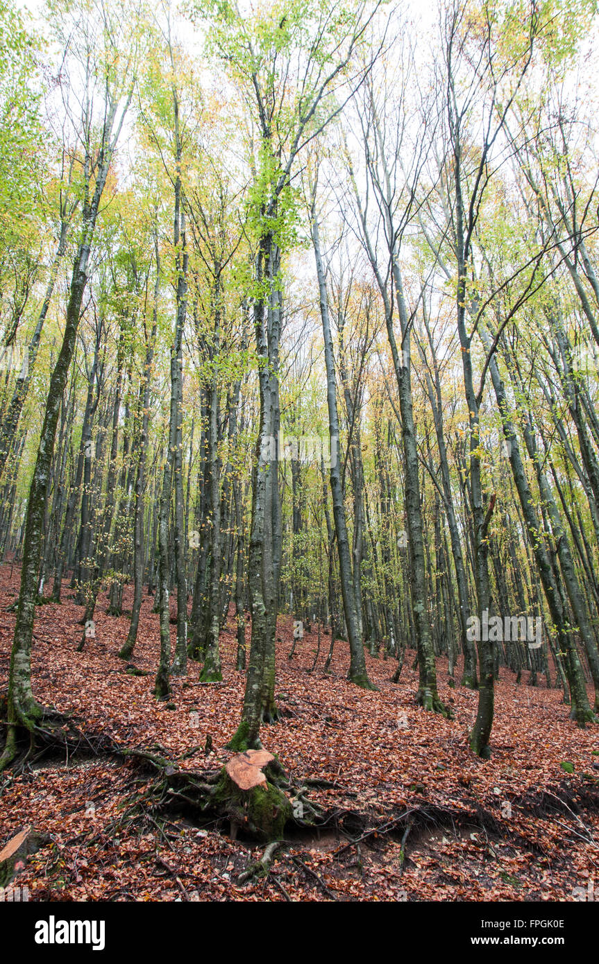 Tree in the forest long way and without leaf Stock Photo - Alamy