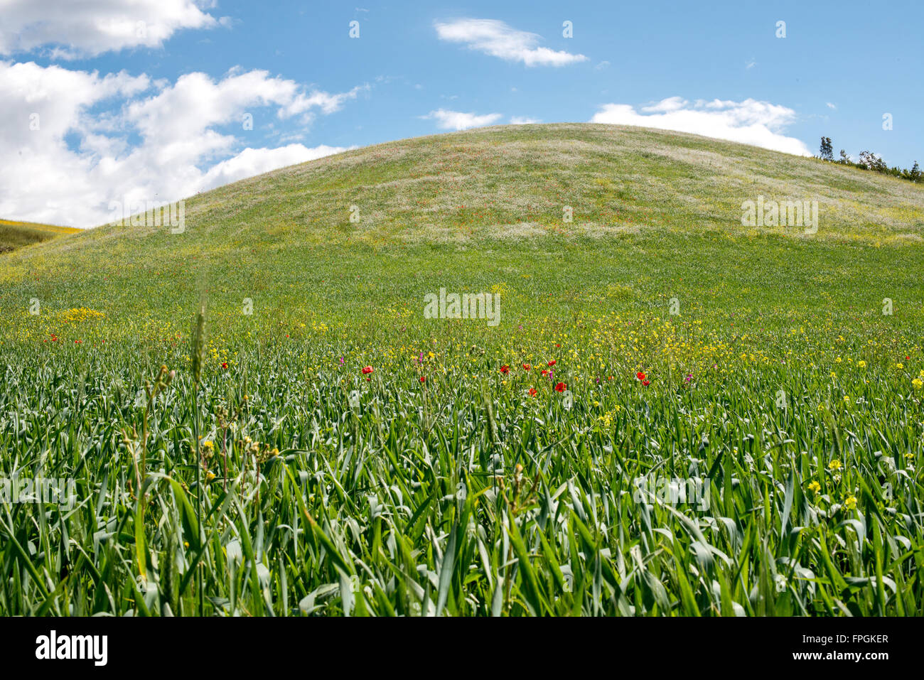 Very colorful field of flowers. Spring begins Stock Photo - Alamy