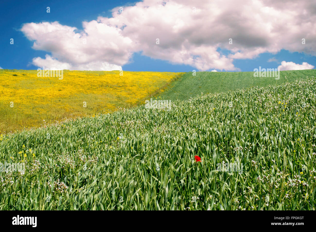 Very colorful field of flowers. Spring begins Stock Photo - Alamy