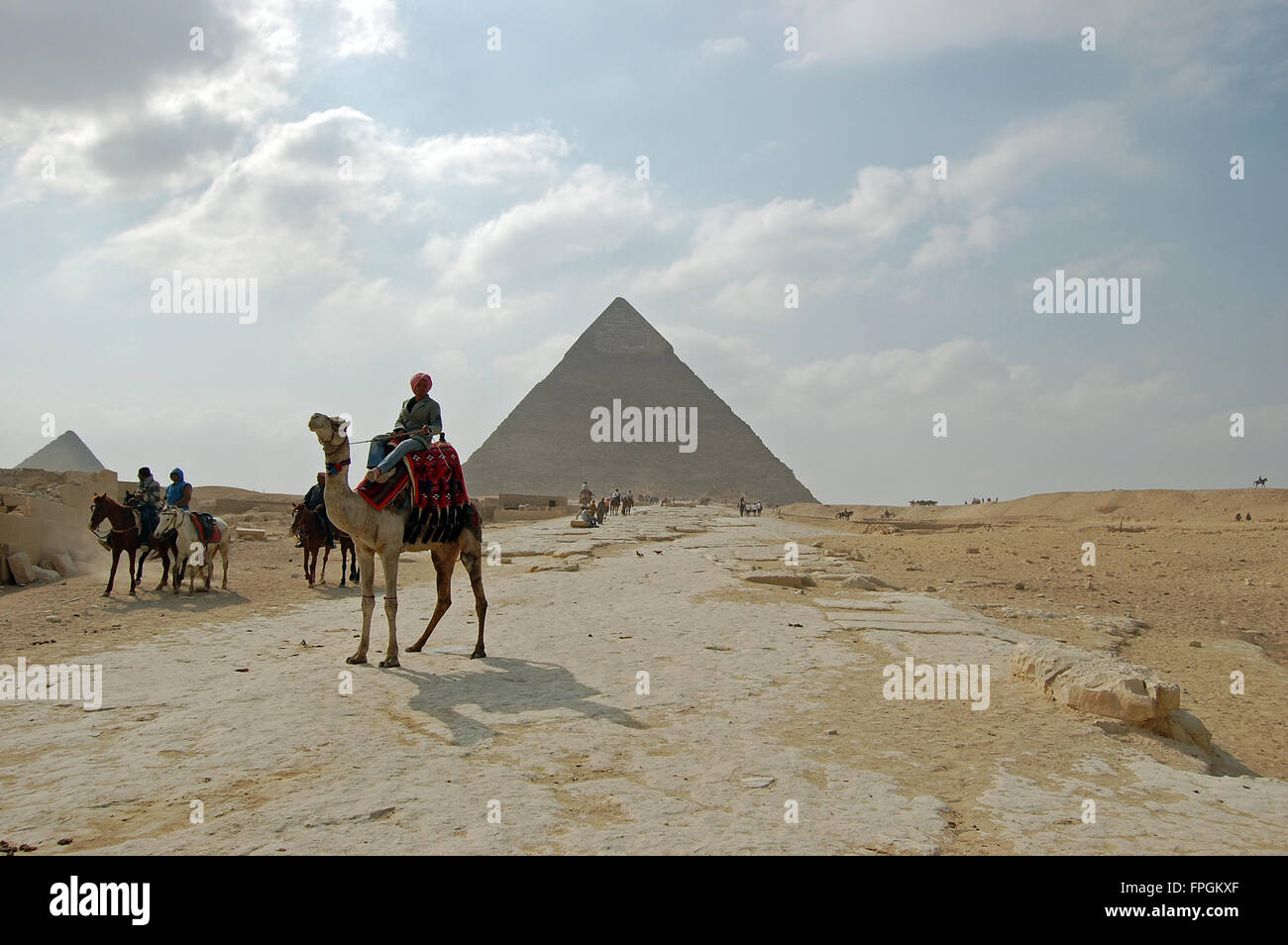 Camel in front of the Great Pyramid, Cairo, Egypt Stock Photo - Alamy