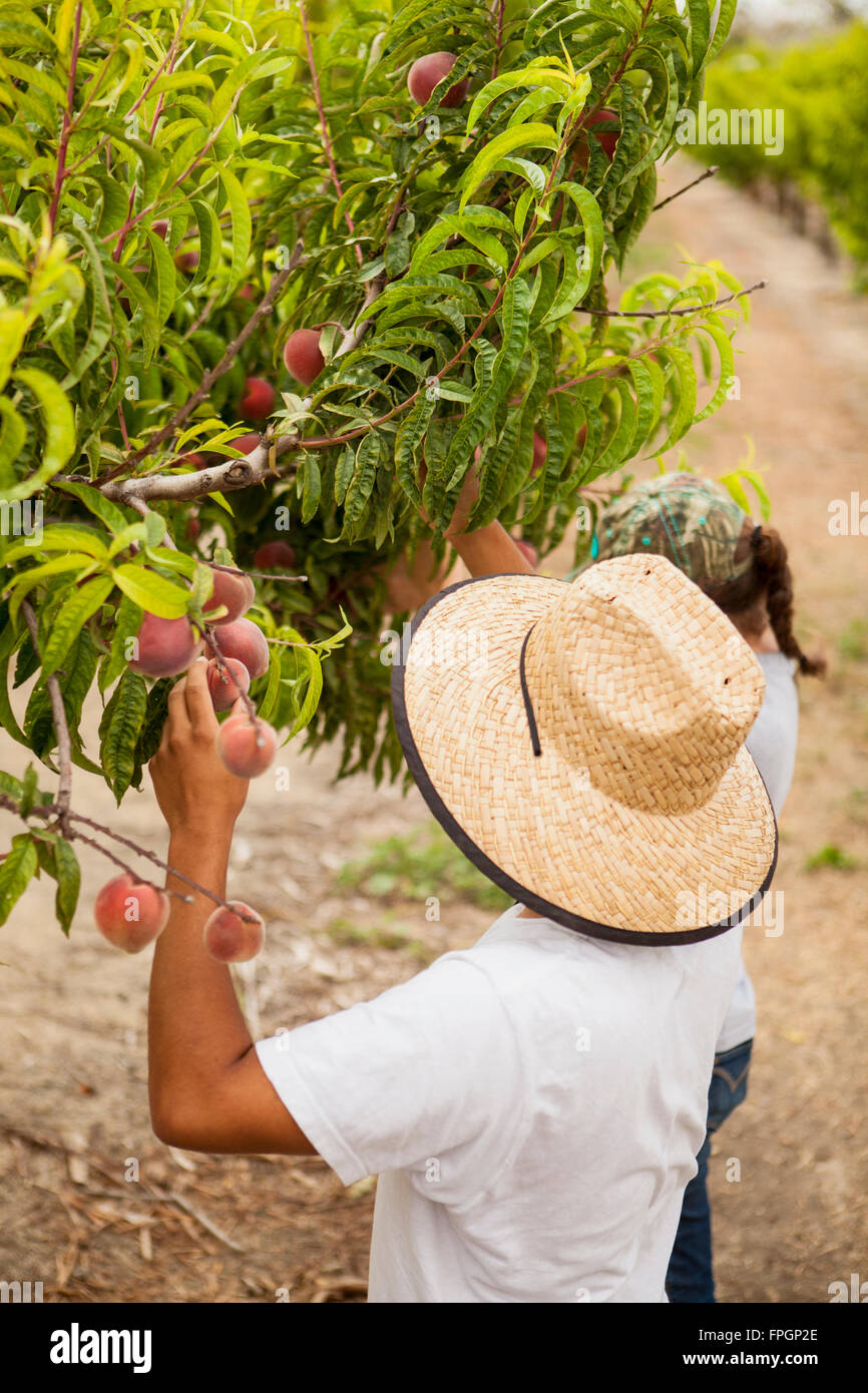 students harvest peaches at the Cal Poly Organic Farm Deciduous Orchard ...