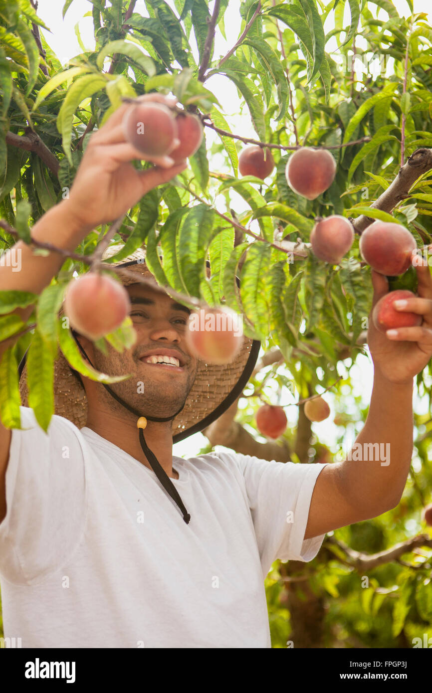 students harvest peaches at the Cal Poly Organic Farm Deciduous Orchard ...