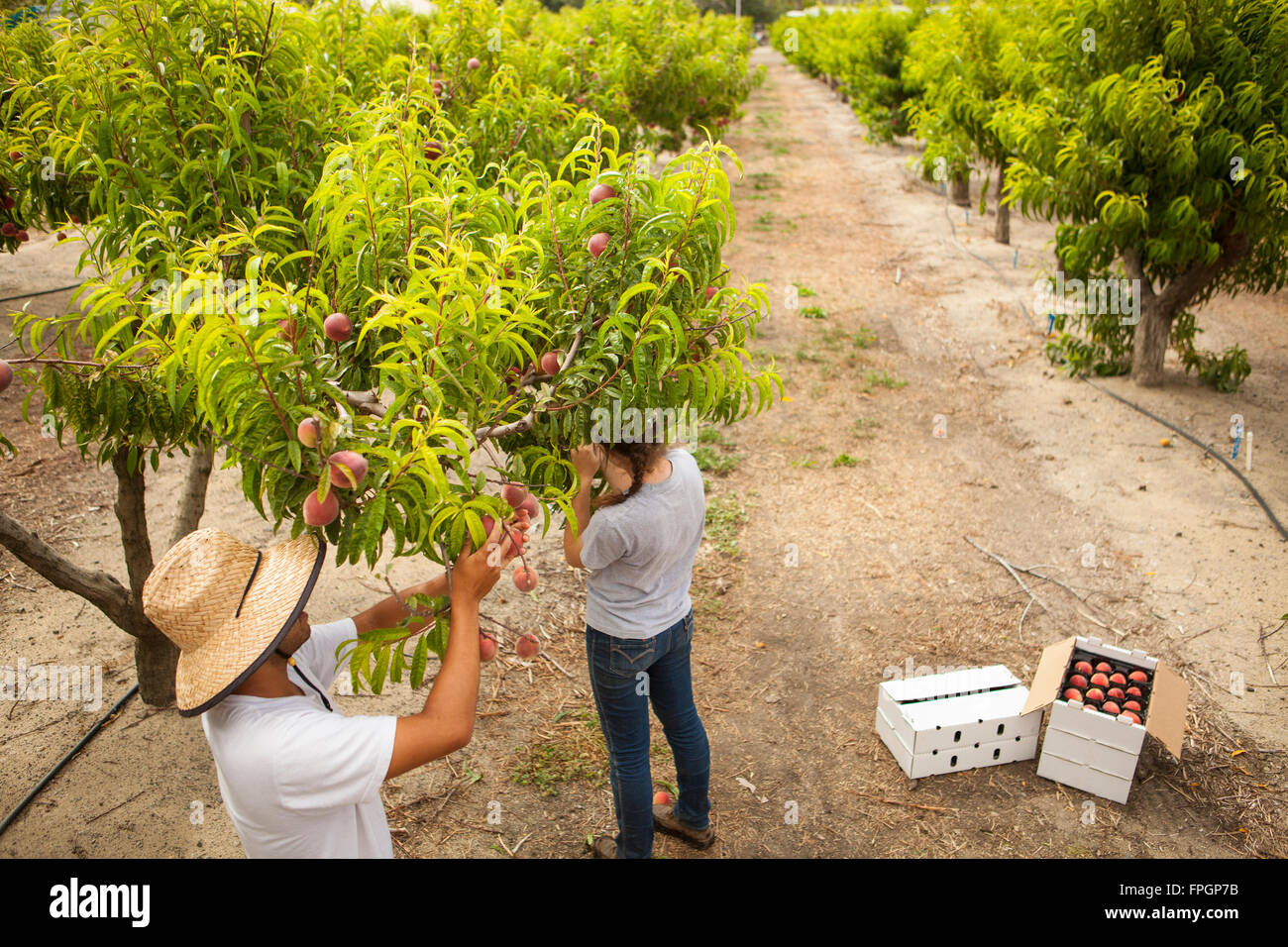 students harvest peaches at the Cal Poly Organic Farm Deciduous Orchard ...