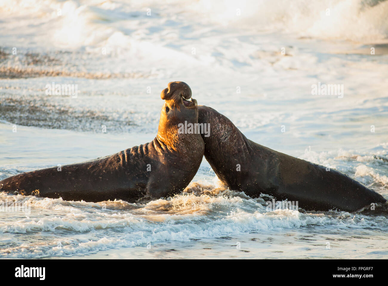 male elephant seals fight over territory and female harem, Piedras ...