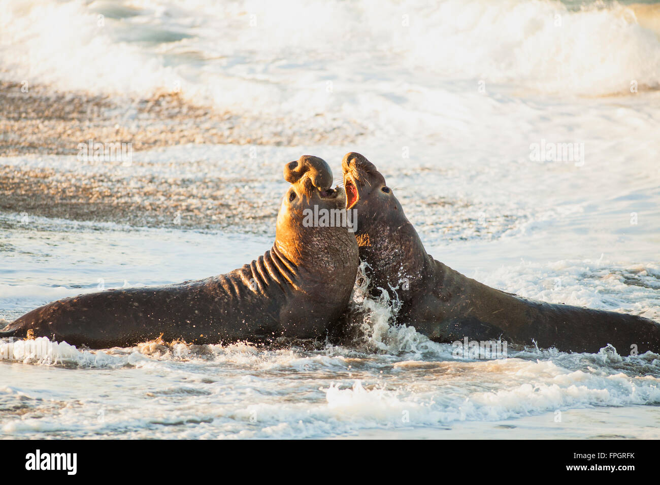 Male elephant seals fighting hi-res stock photography and images - Alamy
