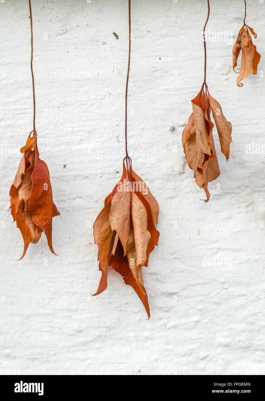 Fall Image Of Dry And Withered Dead Leaves Hanging Against A White Wall ...