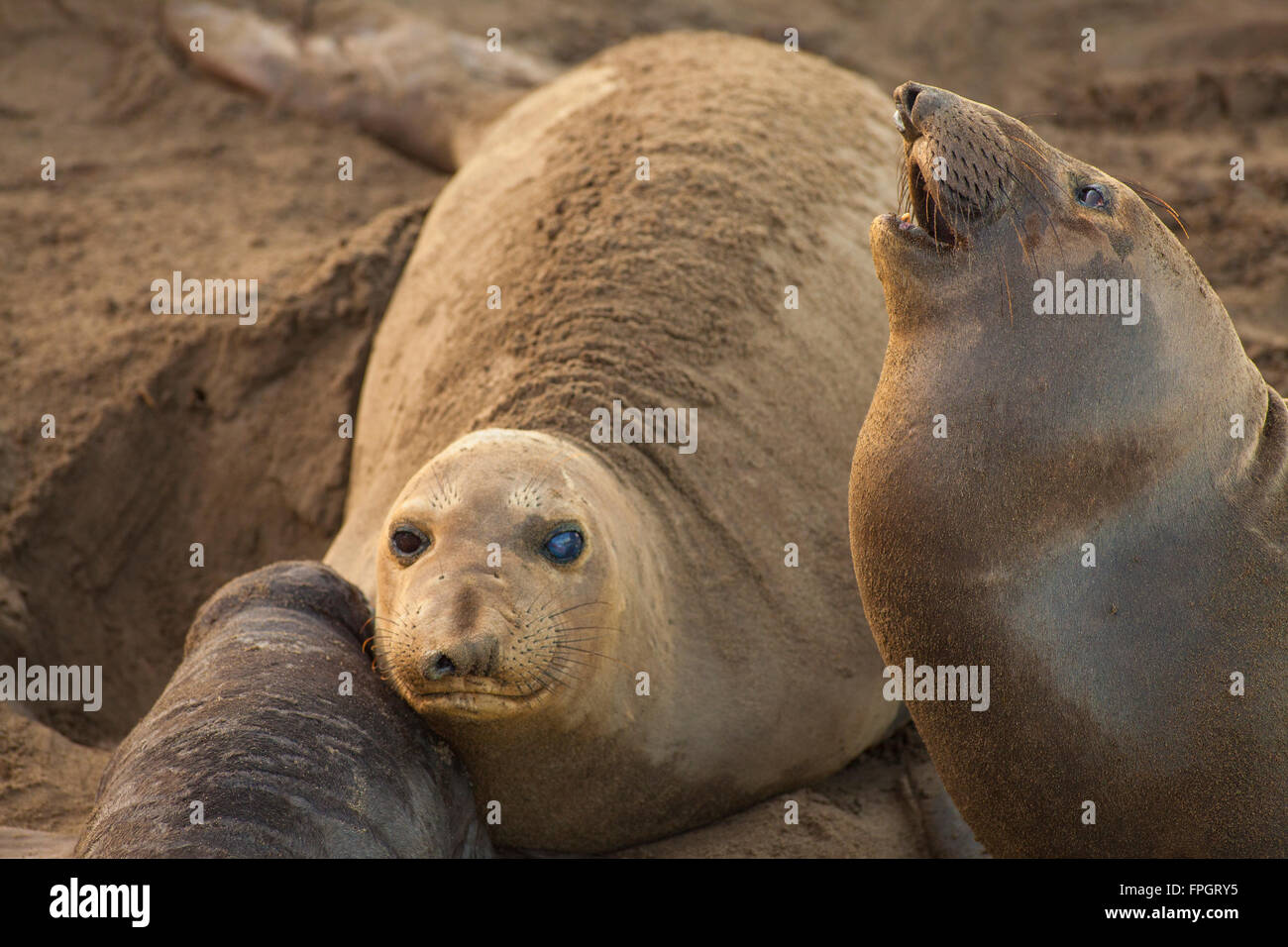 Female elephant hi-res stock photography and images - Alamy