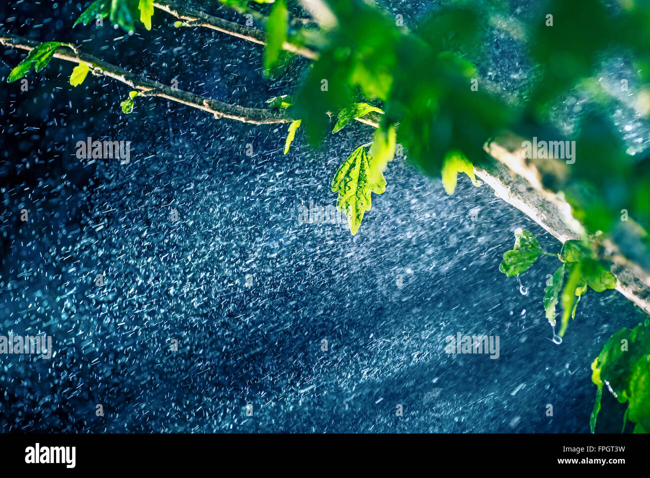 Closeup photo of great rain in the rain forest at night, moonlight ...