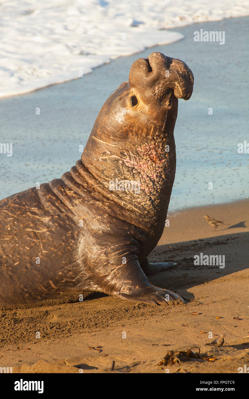 male elephant seal announcing his territory, Piedras Blancas Elephant ...