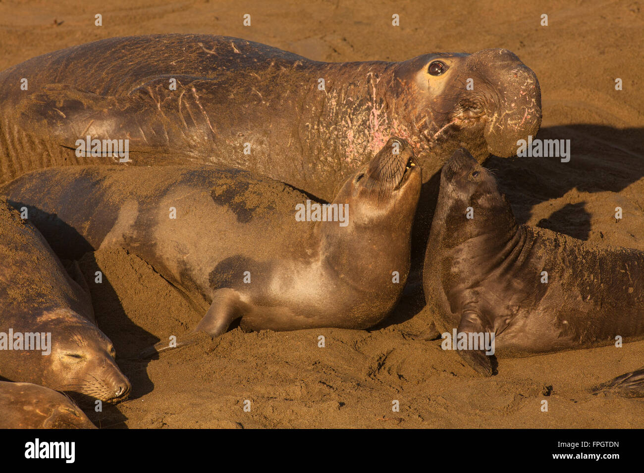 Colony of elephant seals hi-res stock photography and images - Alamy