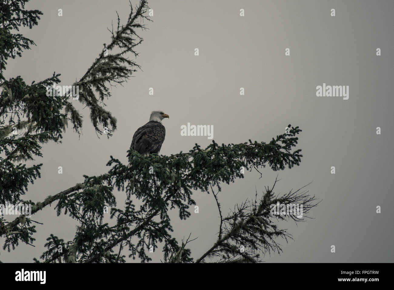 Eagle on the tree hi-res stock photography and images - Alamy