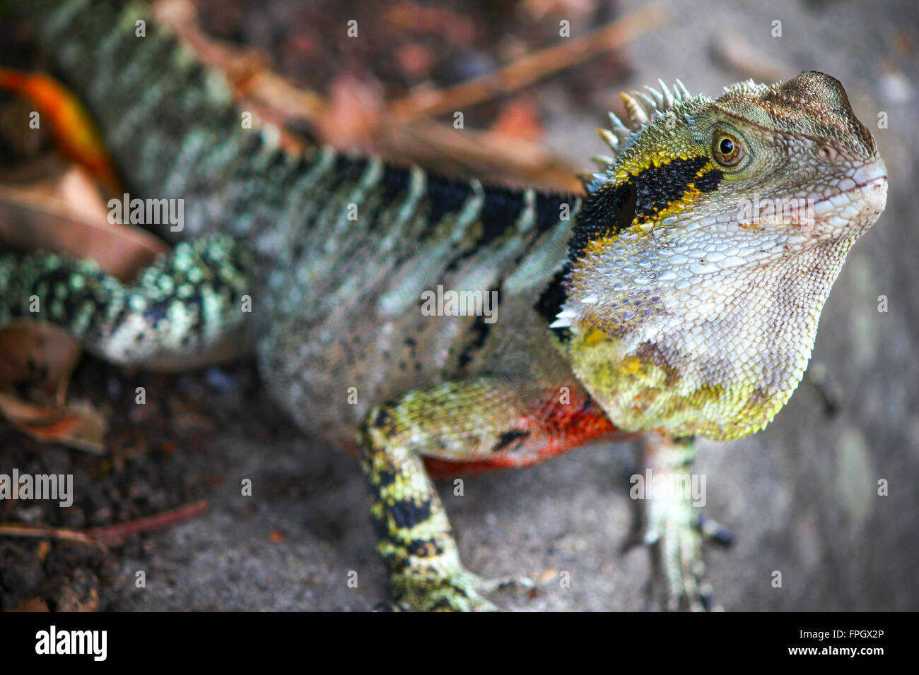 lizard sunbathing in Brisbane, Australia Stock Photo - Alamy