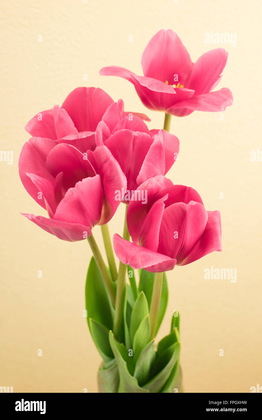 Red tulips bouquet hi-res stock photography and images - Alamy