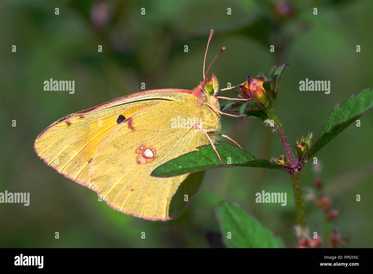 Dark clouded yellow / common clouded yellow (Colias croceus) on flower ...