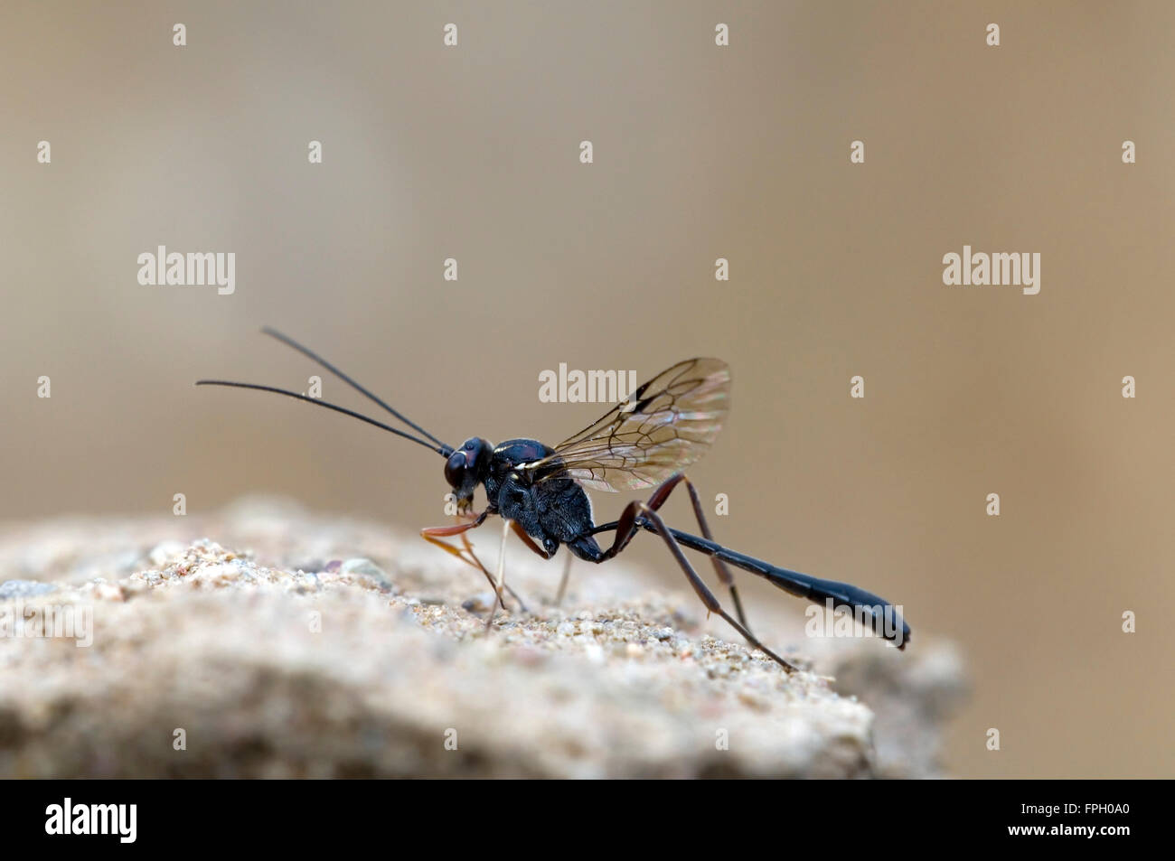 Parasitoid wasp (Ichneumonidae species) on rock Stock Photo - Alamy