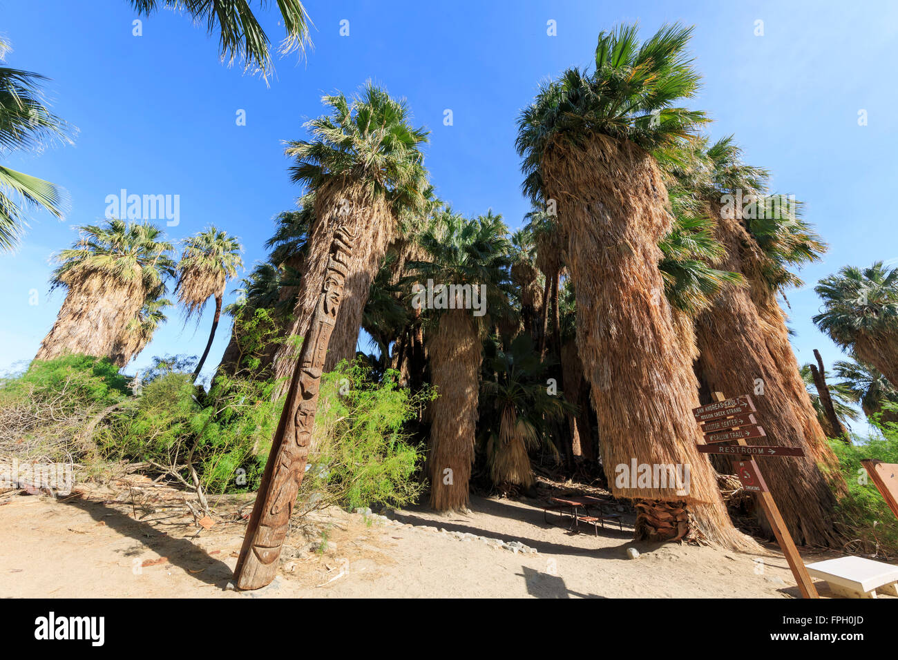 The palm trees at Coachella Valley Preserve Stock Photo - Alamy